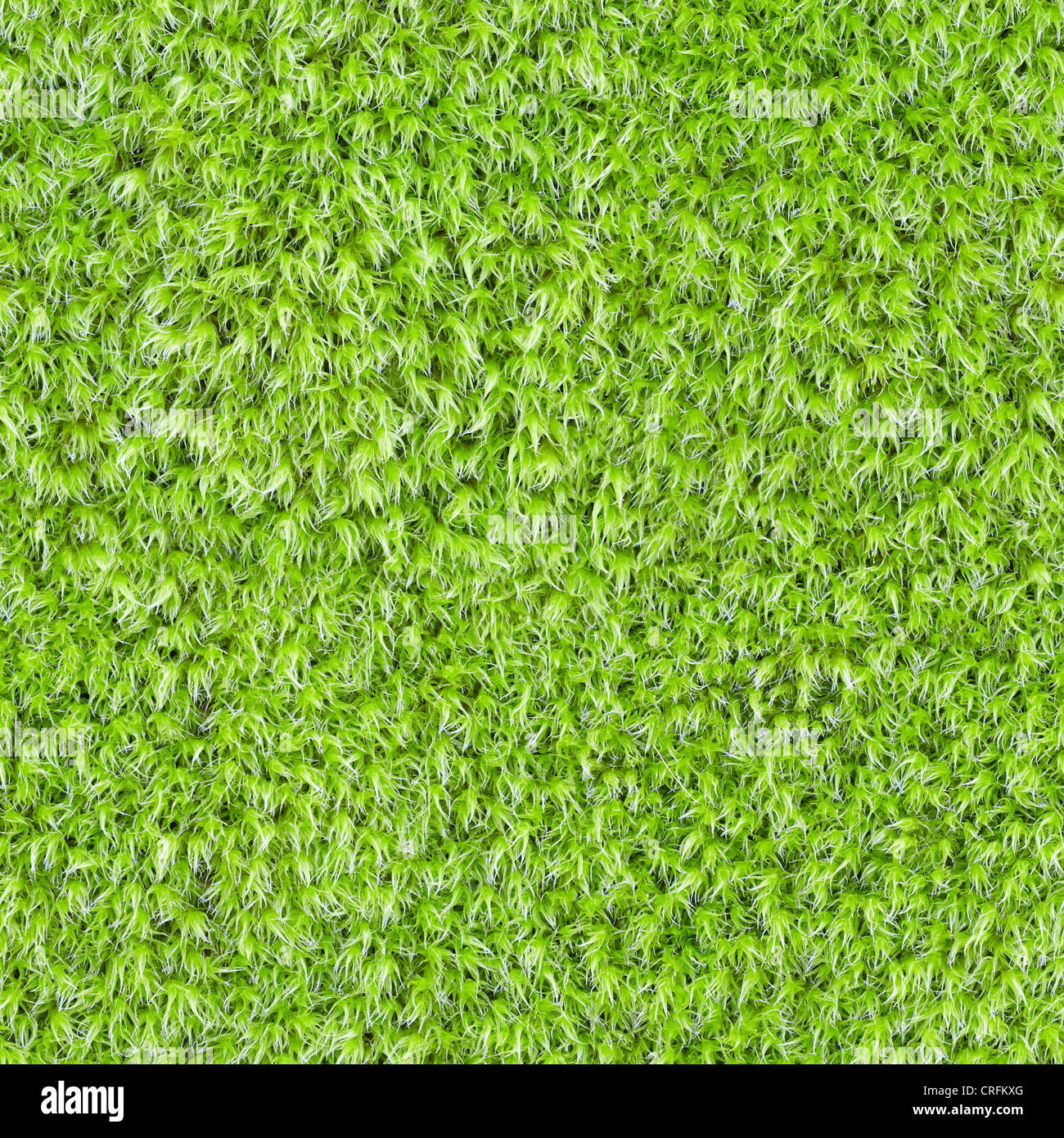 Seamless square texture - green marsh vegetation, moss Stock Photo - Alamy