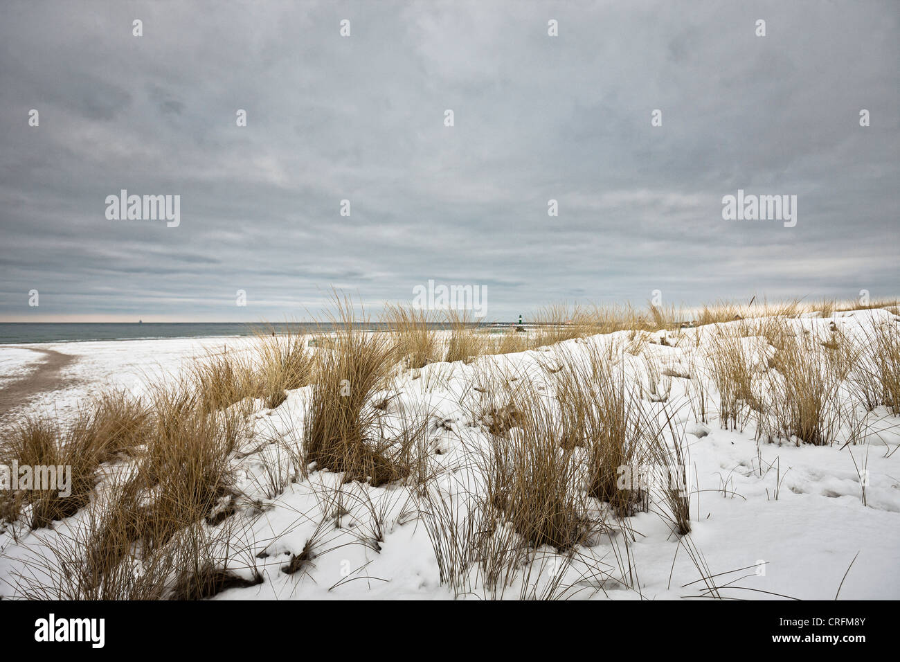 Grass growing in snowy landscape Stock Photo - Alamy