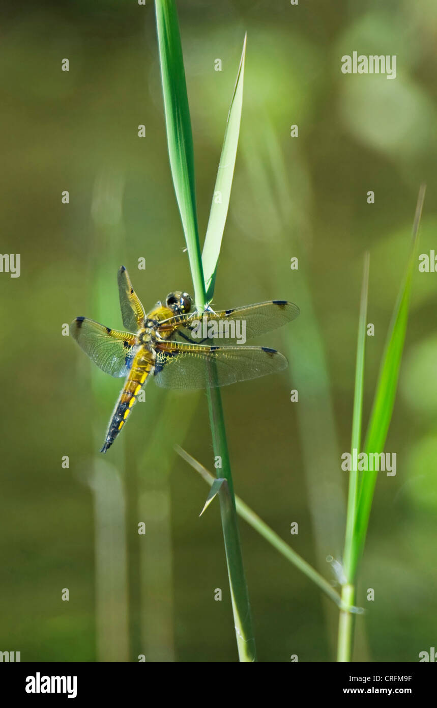 Dragonfly ;Libellula quadrimaculata; Four; Spot; Chaser Stock Photo - Alamy