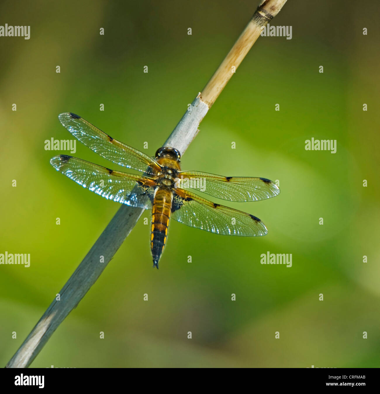 Dragonfly; Libellula quadrimaculata; Four; Spot; Chaser Stock Photo - Alamy