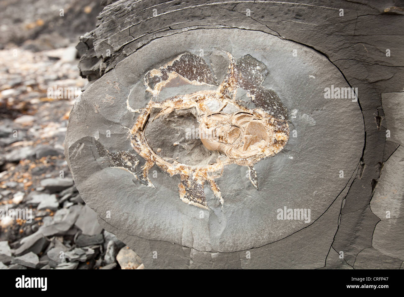 Sponge fossil rock hi-res stock photography and images - Alamy