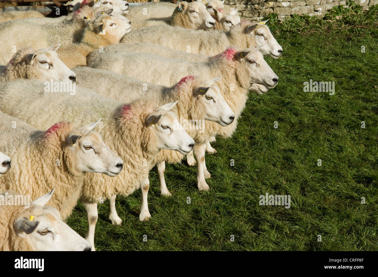 Flock of sheep standing together Stock Photo - Alamy