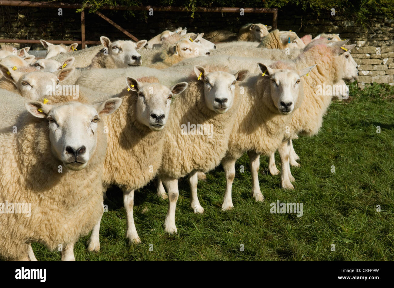 Sheep flock hi-res stock photography and images - Alamy