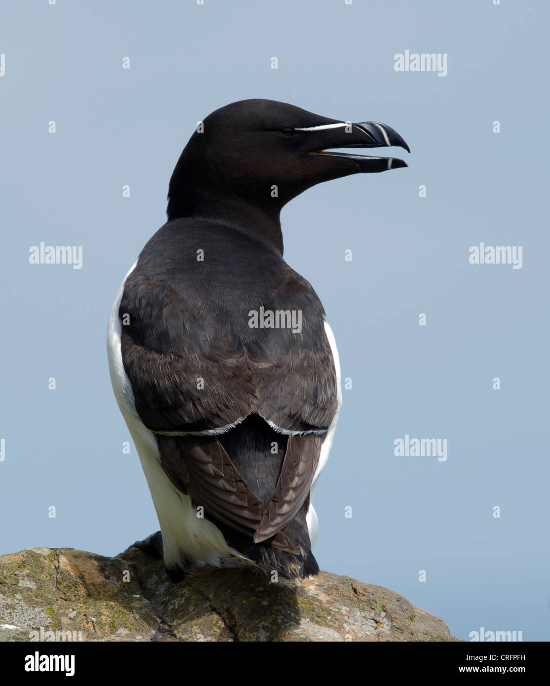 Razorbill on a cliff face Stock Photo - Alamy