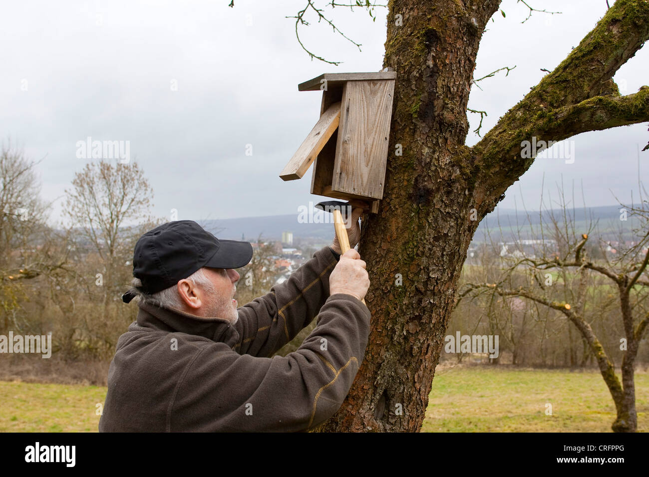 old man fitting nest box at fruit tree trunk, Germany Stock Photo - Alamy