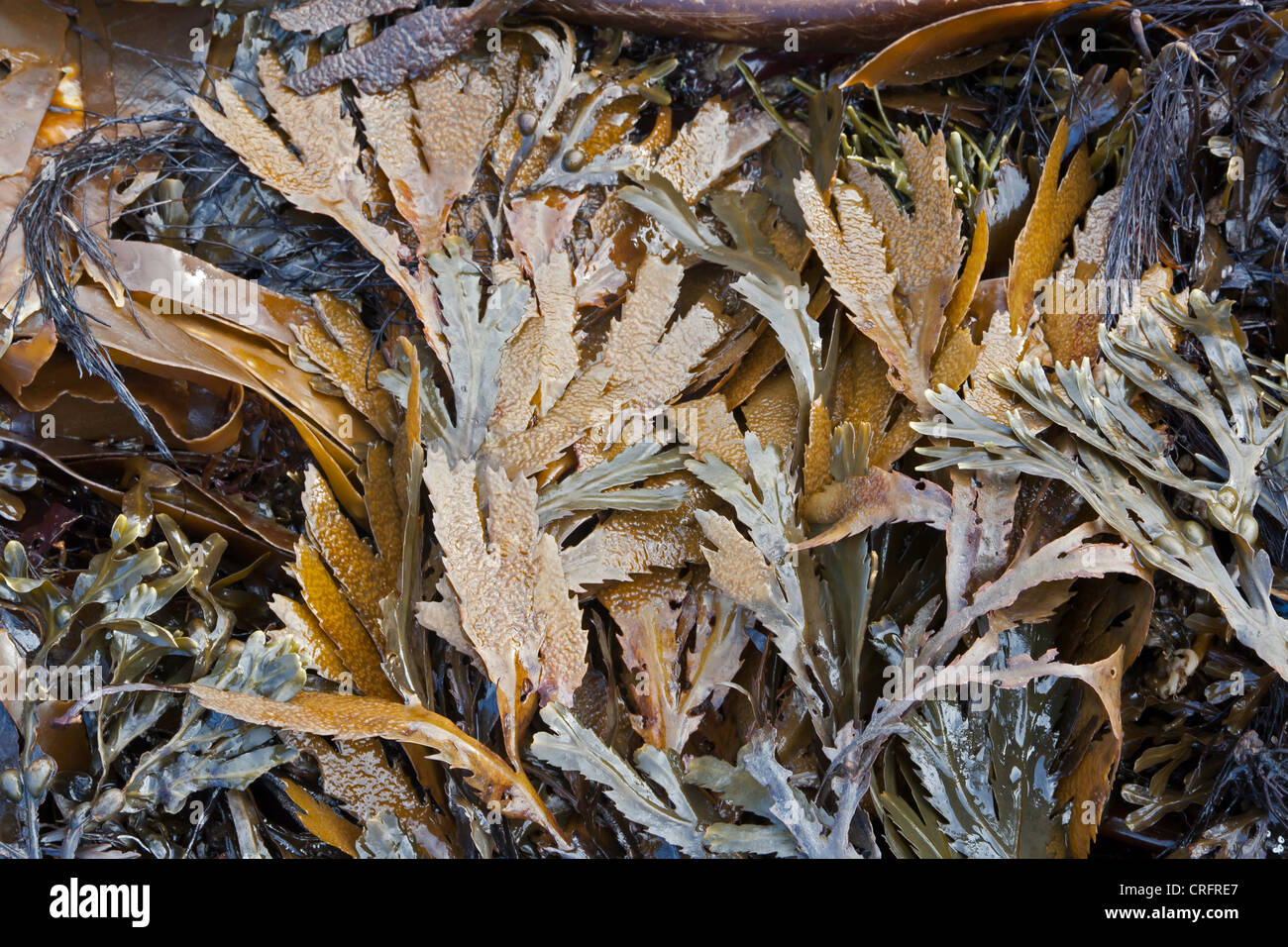 Tangled seaweed hi-res stock photography and images - Alamy