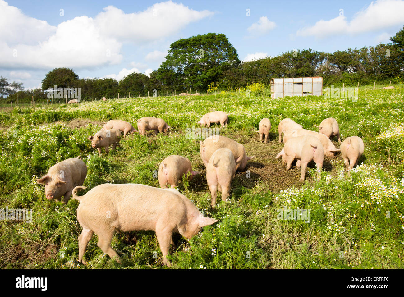Organic Middle white pigs at Washingpool farm in Bridport, Dorset. The ...
