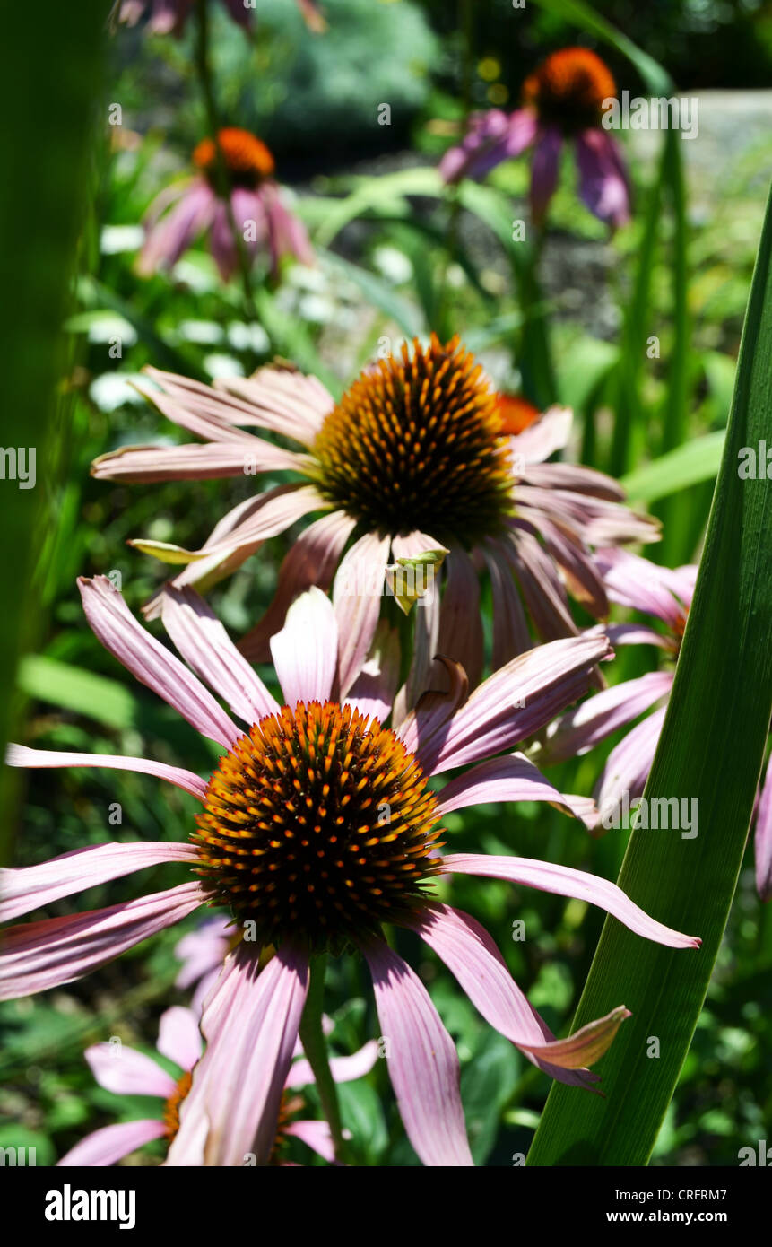 Coneflower in the family garden Stock Photo - Alamy