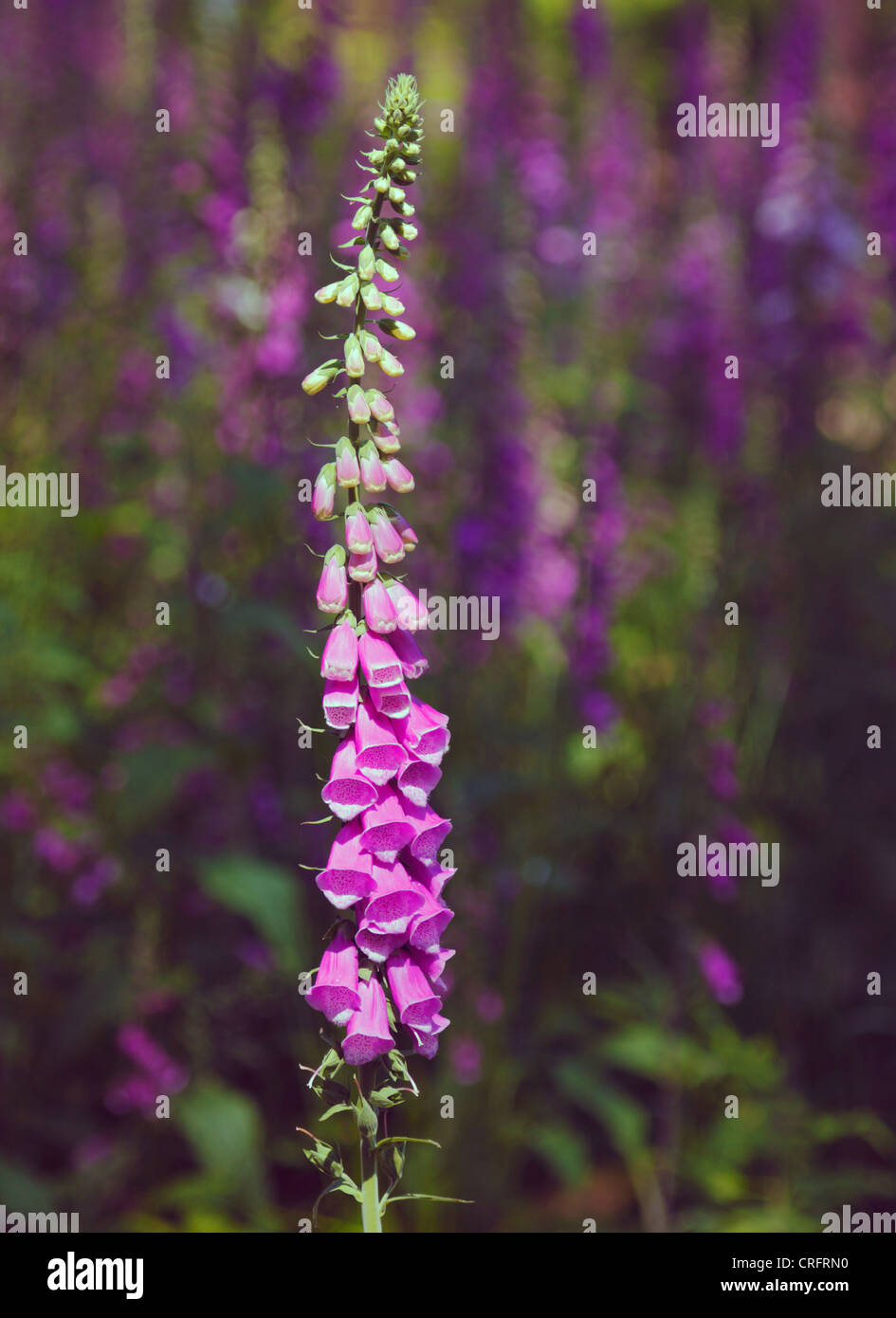Group Of Foxgloves High Resolution Stock Photography and Images - Alamy