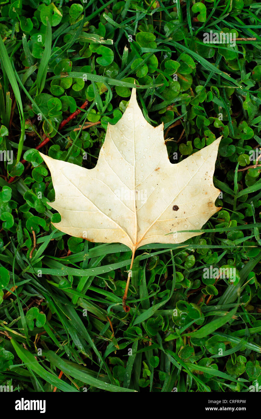 scene of flowers and leaves in the field scattered by the raindrops ...