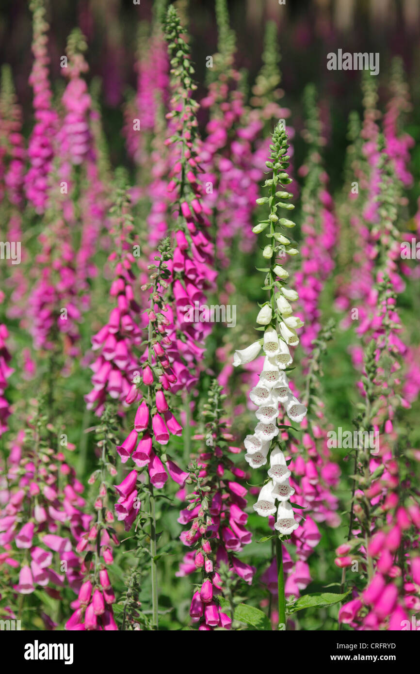 Foxgloves hi-res stock photography and images - Alamy
