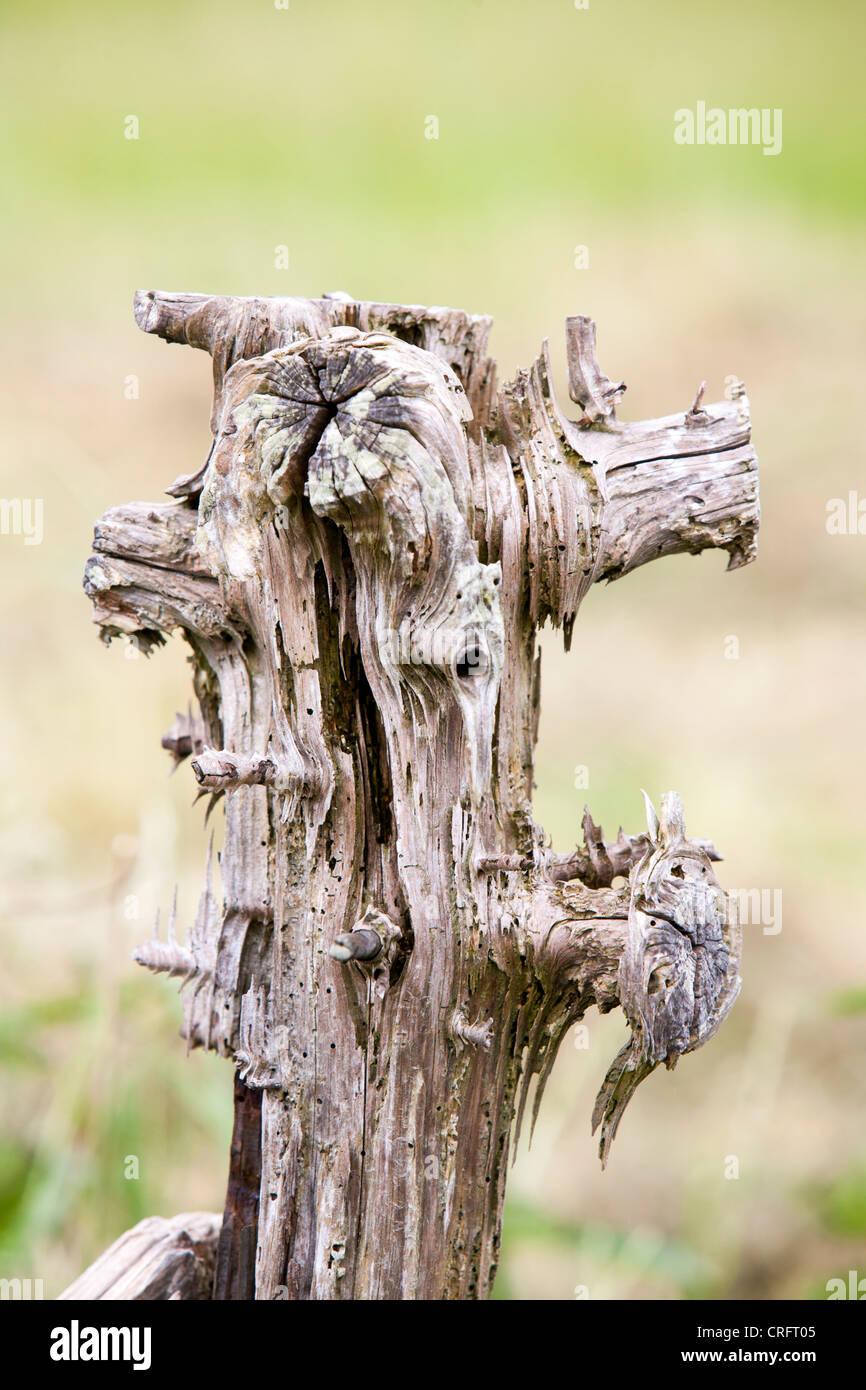 Skeleton fence hi-res stock photography and images - Alamy