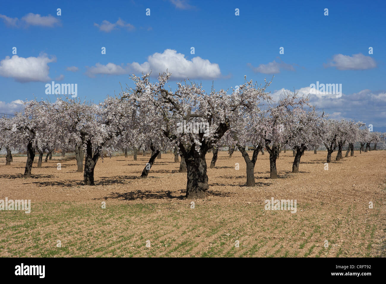 Almond trees with flowers in spring Stock Photo - Alamy