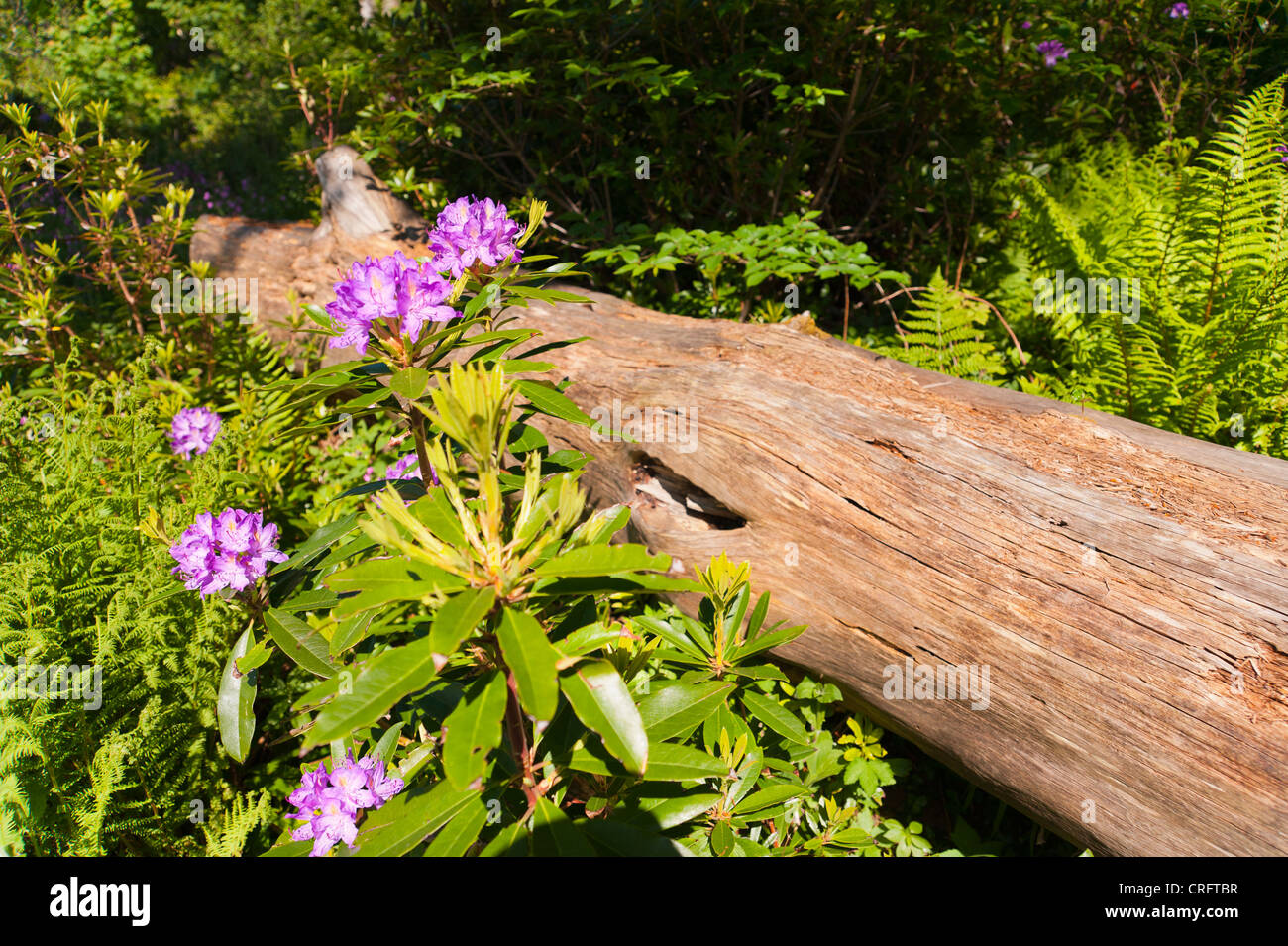 Rhododendron garden flower pink tree trunk bark Stock Photo - Alamy