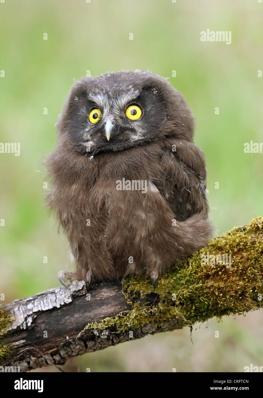 Boreal Owl chick Stock Photo - Alamy