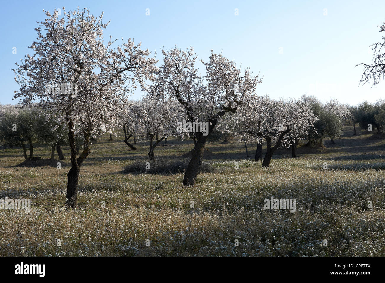 Almond trees with flowers in spring Stock Photo - Alamy