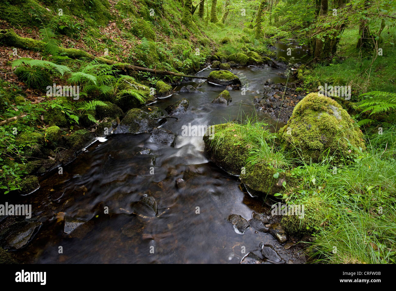 Cree woodland green forest scotland hi-res stock photography and images ...