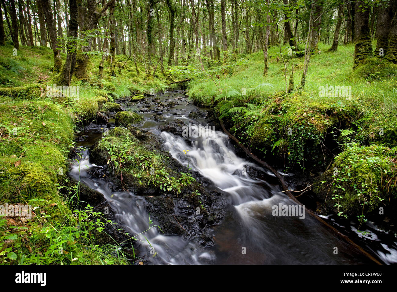 Cree woodland green forest scotland hi-res stock photography and images ...