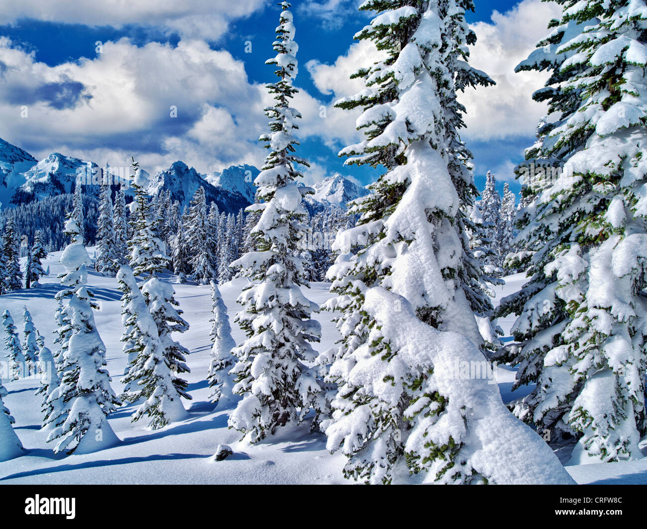 Snow covered trees and Tatoosh Mountains. Mt. Rainier National Park ...