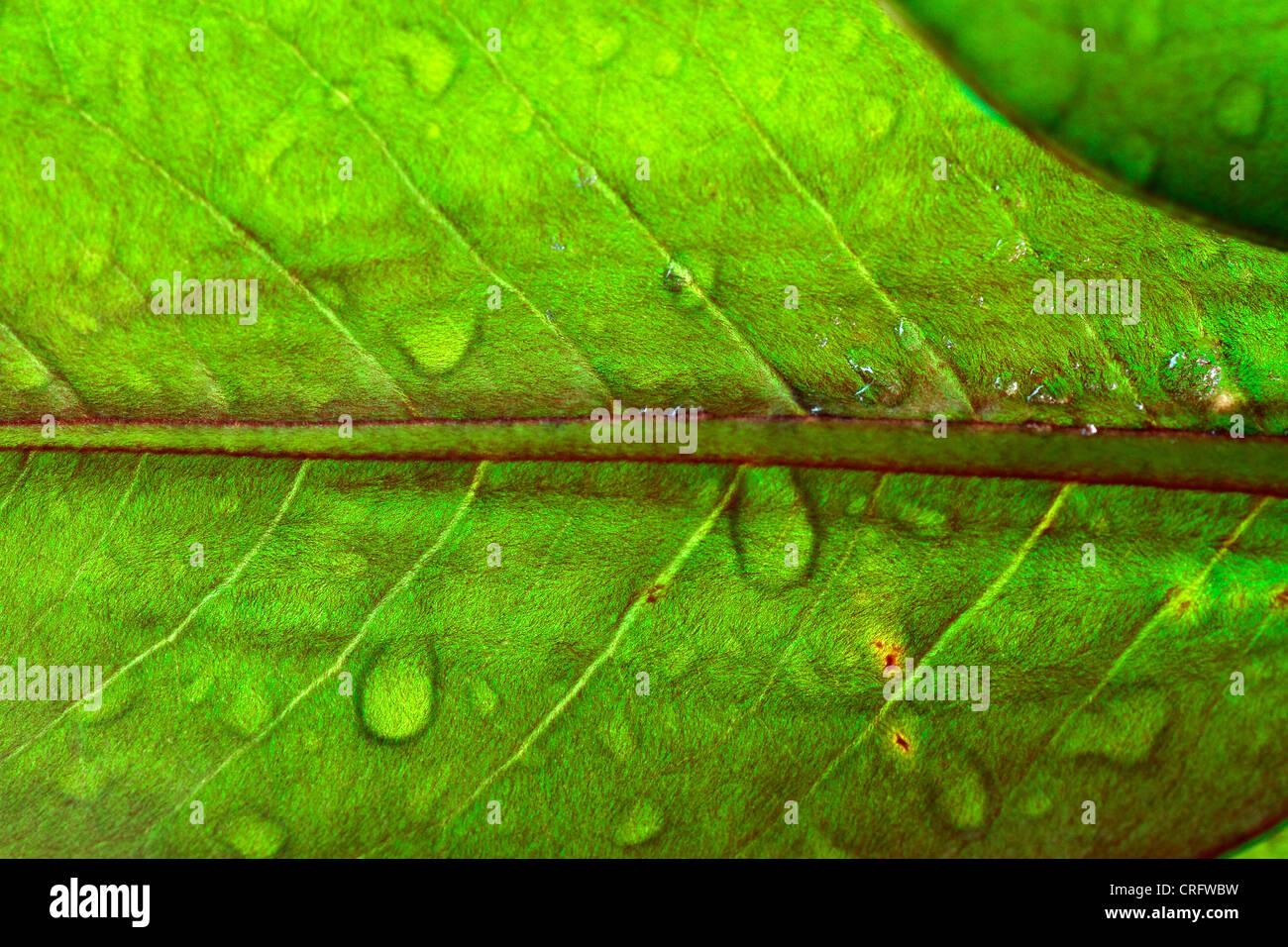 scene of flowers and leaves in the field scattered by the raindrops ...