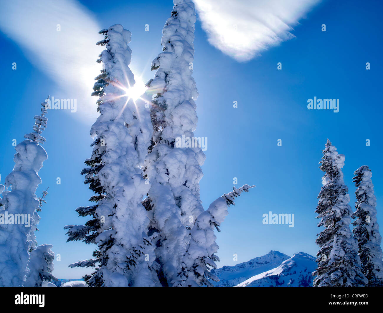 Snow covered trees with sunburst and cloud. Mt. Rainier National Park ...