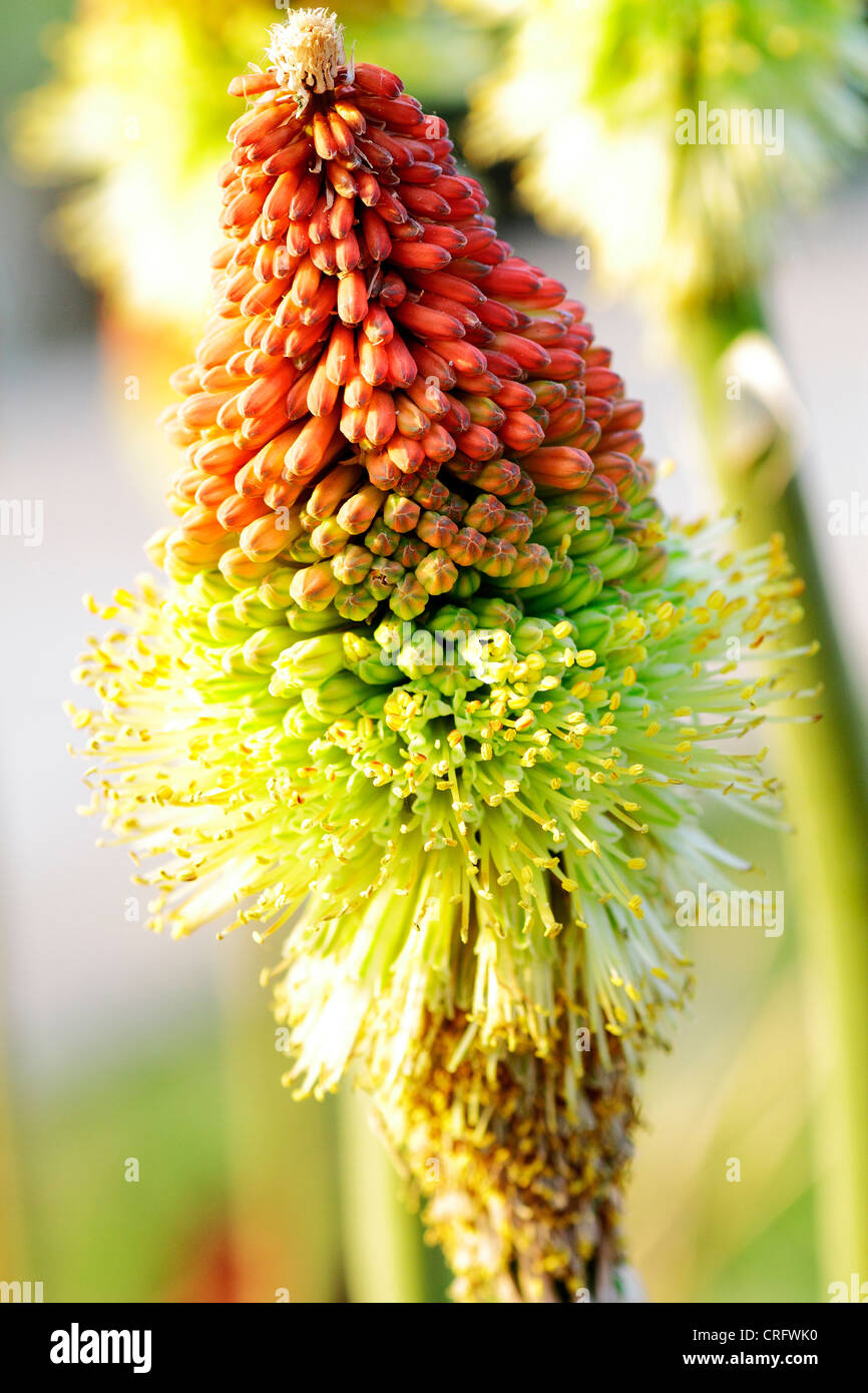 plants and wild flowers in spring evening Stock Photo - Alamy