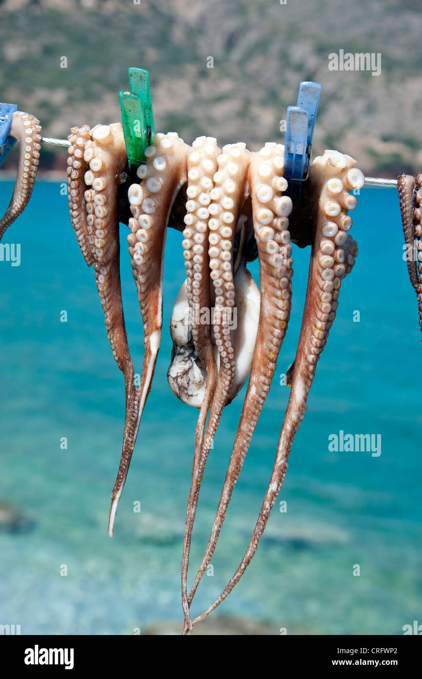 Crete Greece Mediterranean Plaka octopus Stock Photo - Alamy