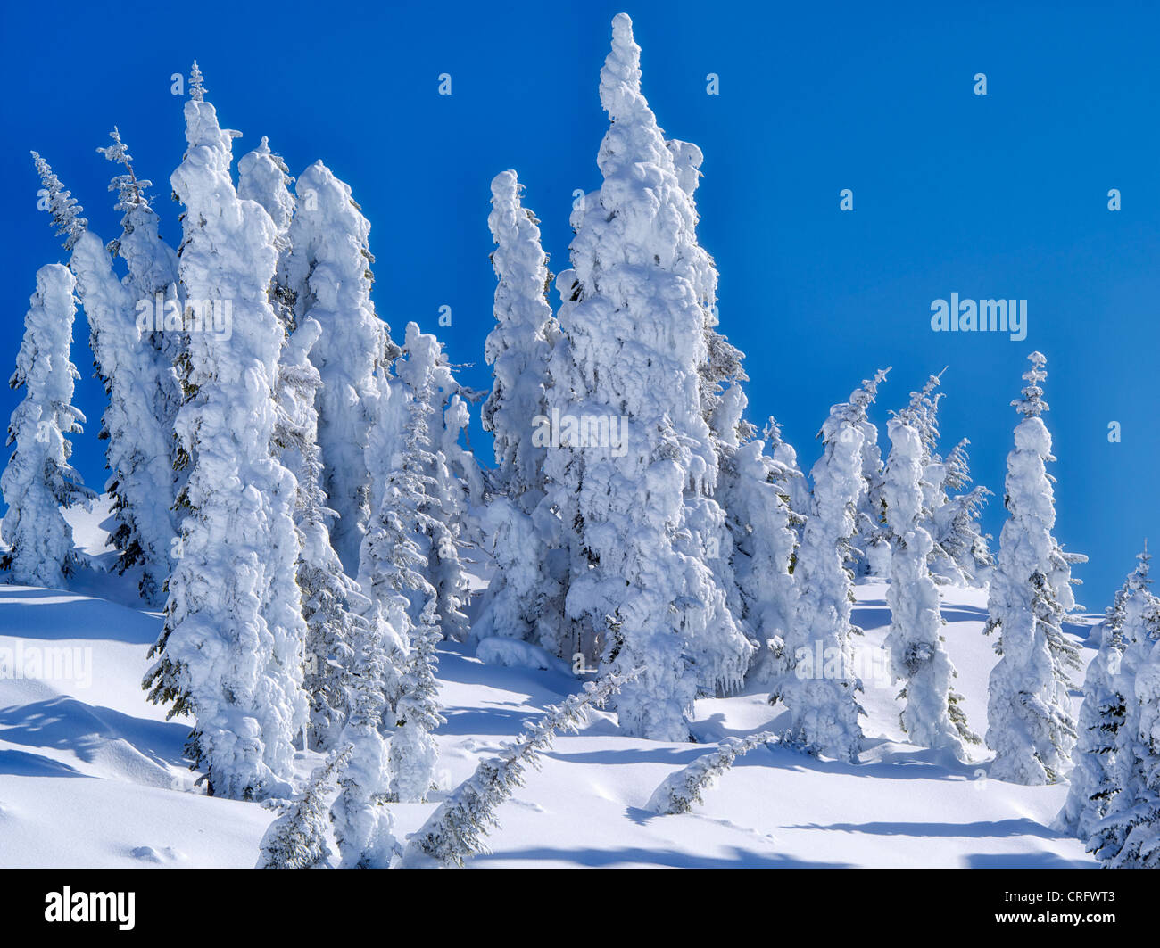 Snow covered trees. Mt. Rainier National Park, Washington Stock Photo ...