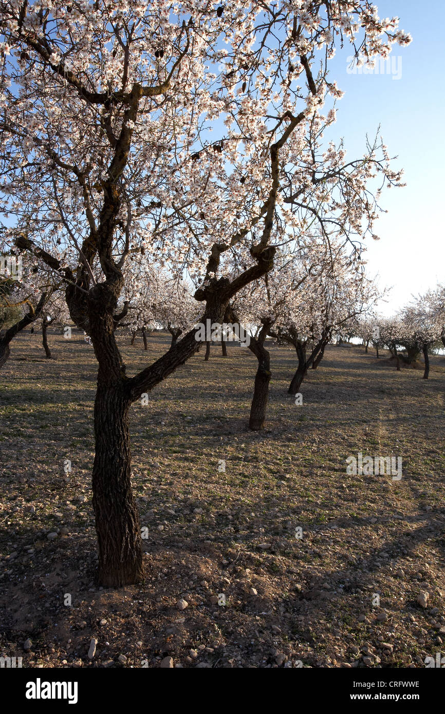 Almond trees with flowers in spring Stock Photo - Alamy