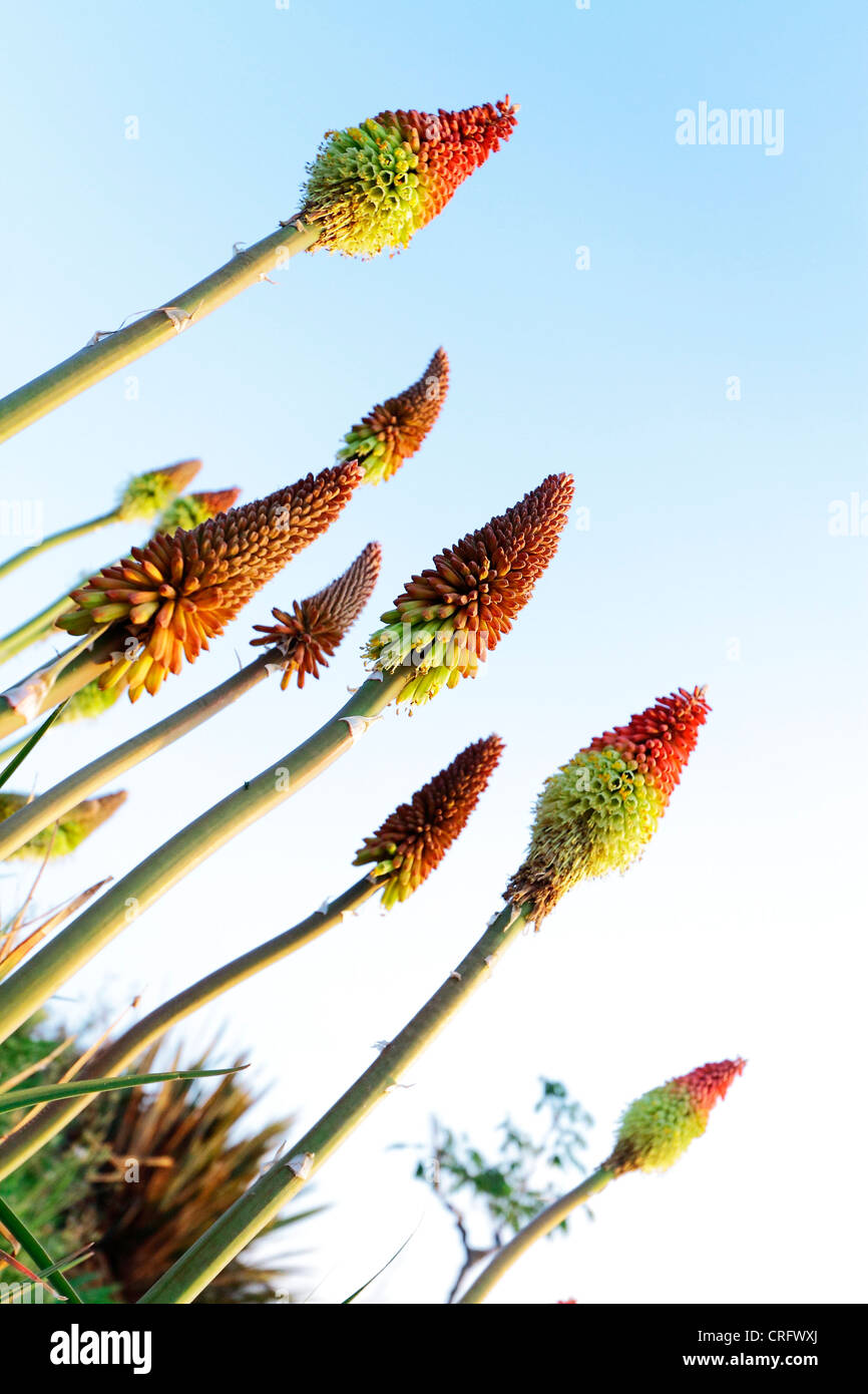 plants and wild flowers in spring evening Stock Photo - Alamy