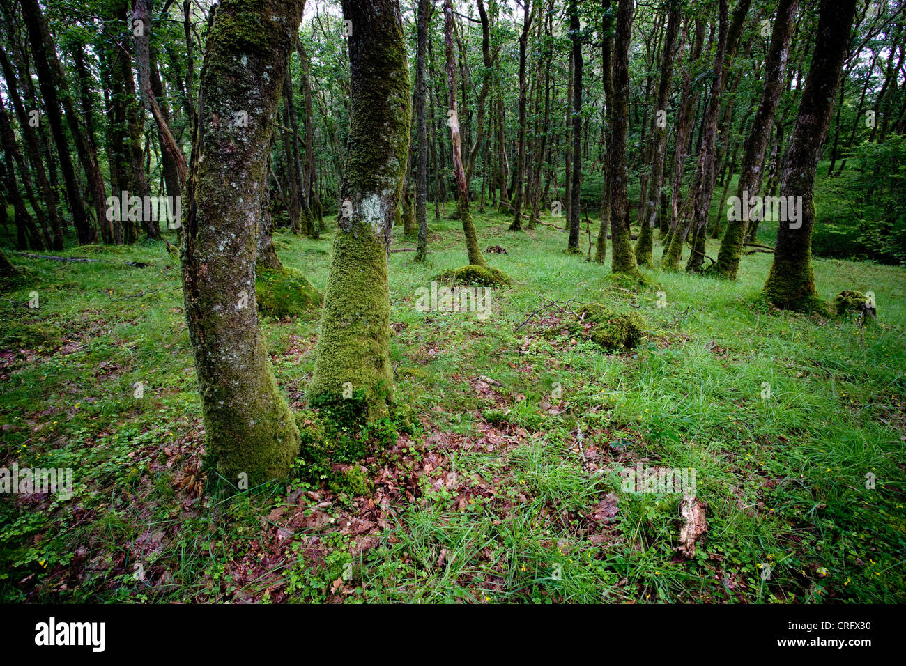 Woodland cree hi-res stock photography and images - Alamy