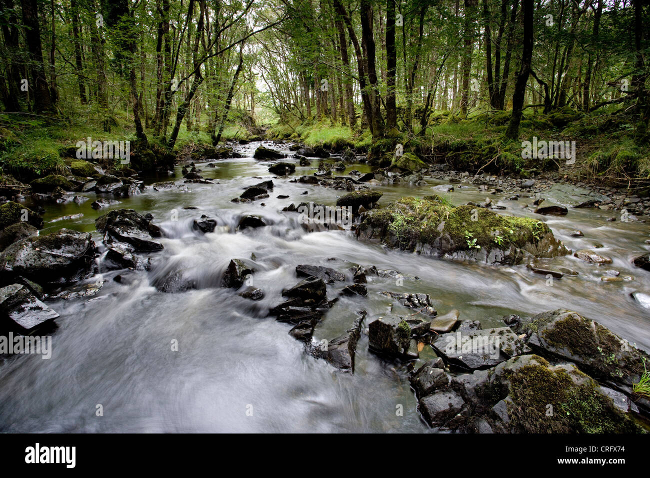 Wood of Cree, Dumfries and Galloway, Scotland Stock Photo - Alamy