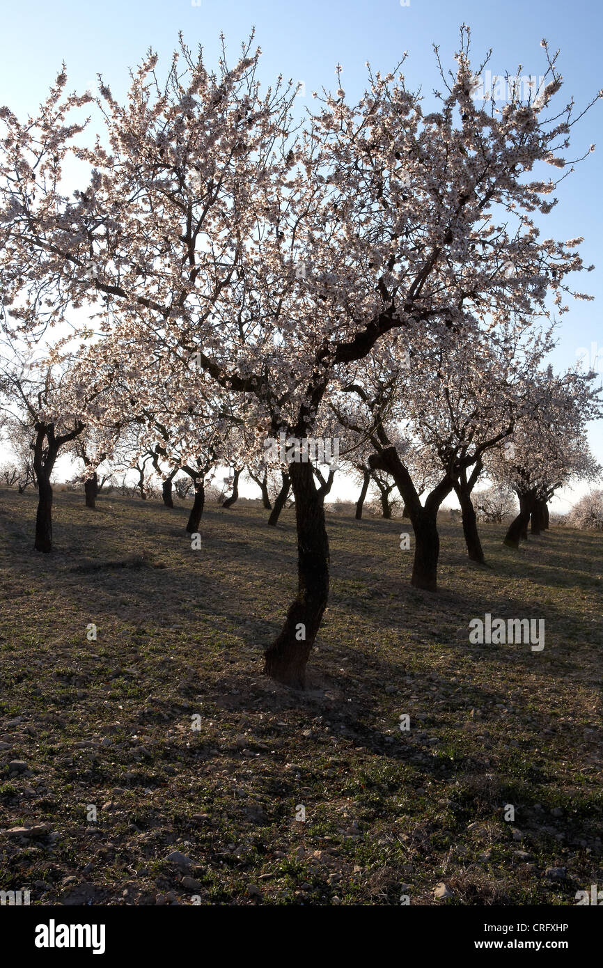 Almond trees with flowers in spring Stock Photo - Alamy