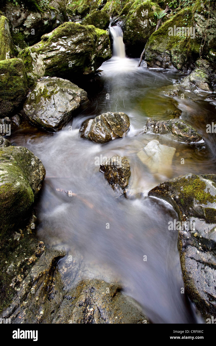 Cree woodland green forest scotland hi-res stock photography and images ...
