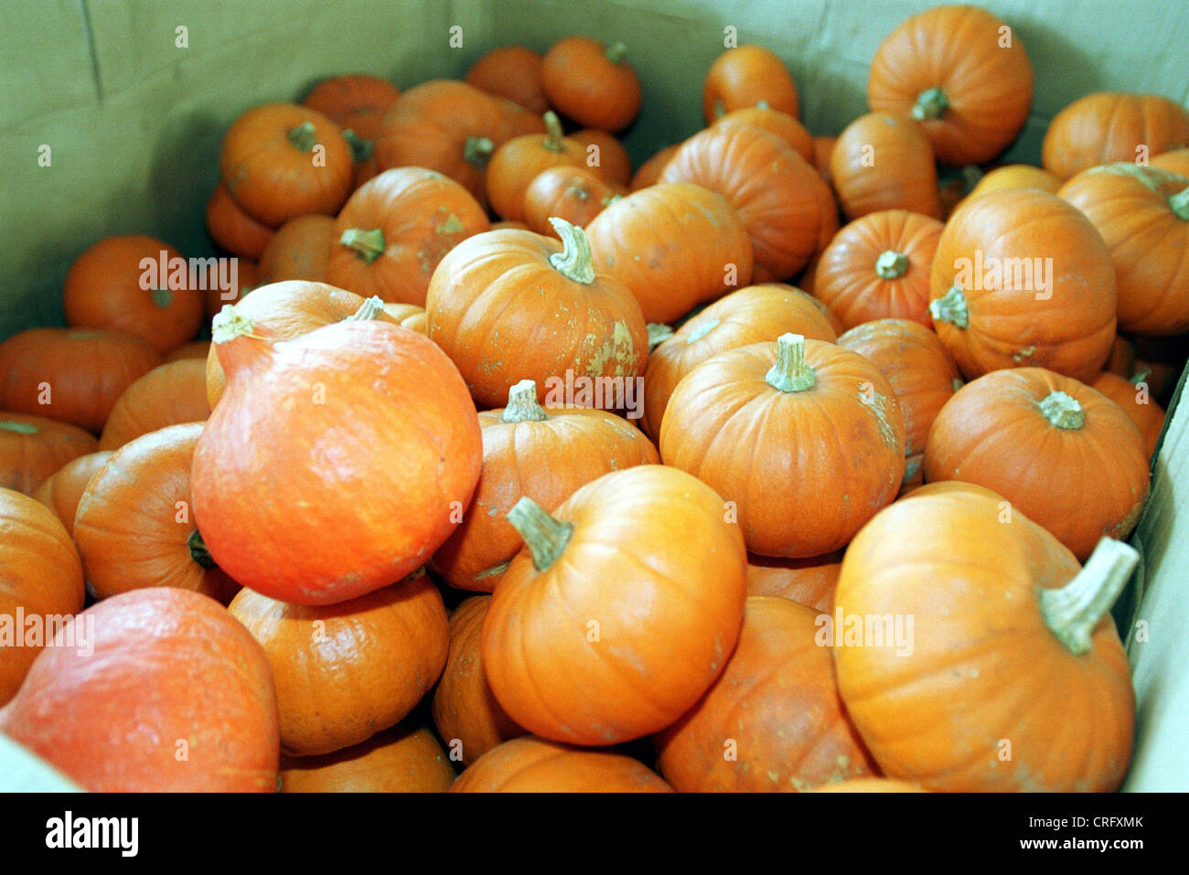 Box full of pumpkins Stock Photo - Alamy