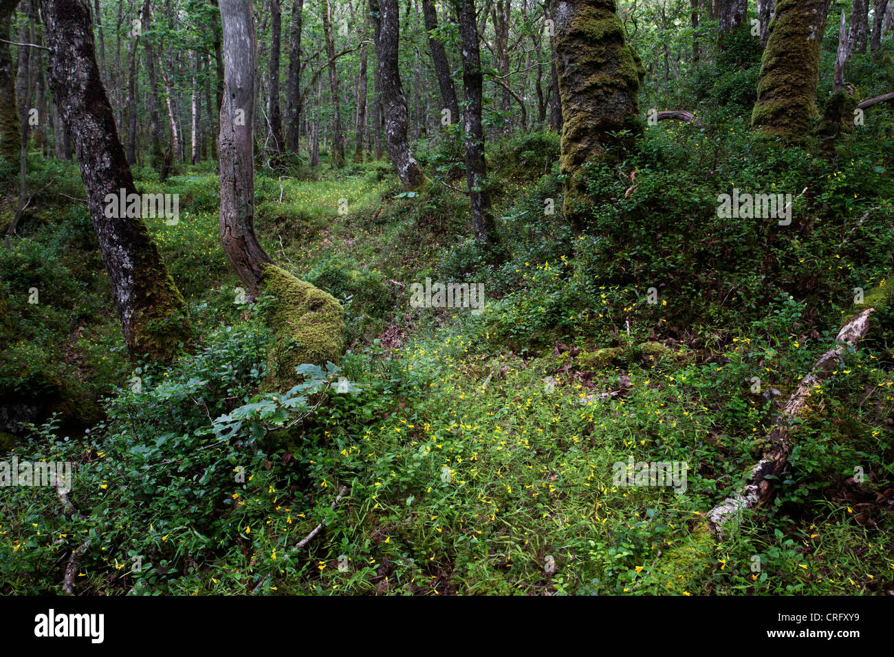 Cree woodland hi-res stock photography and images - Alamy