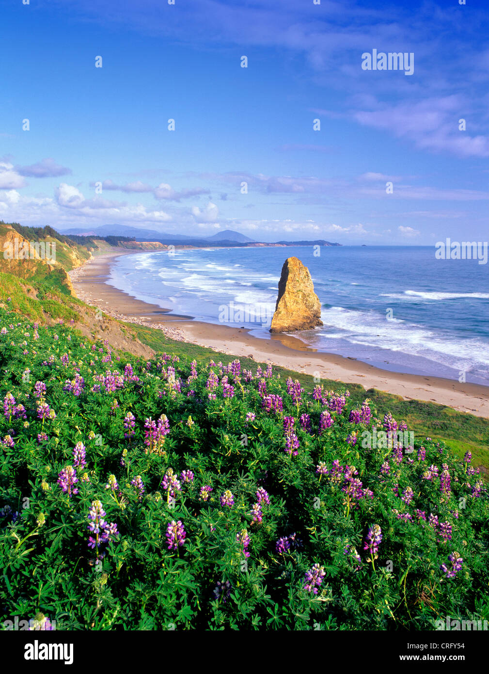 Lupines and coastline at cape blanco hi-res stock photography and ...