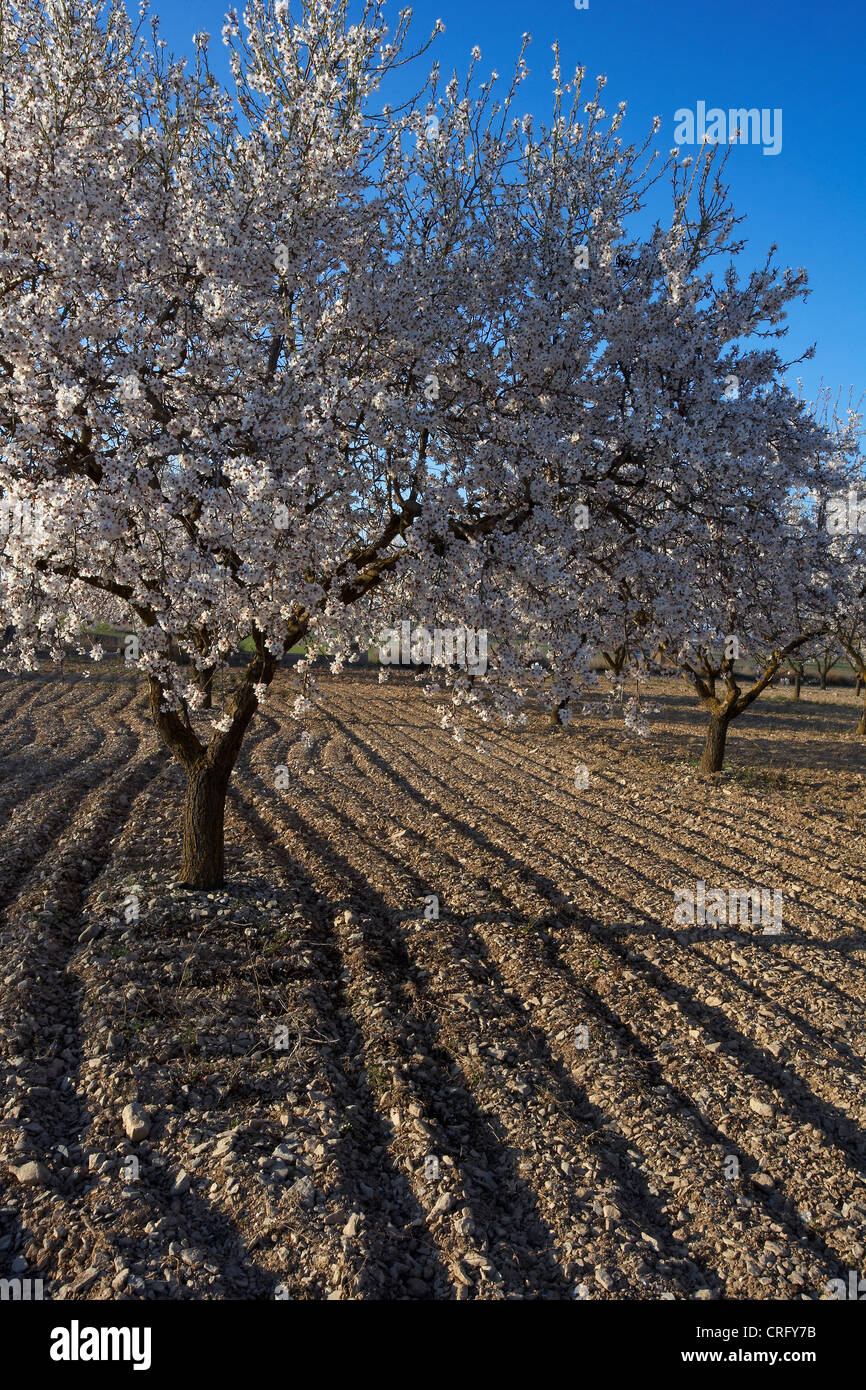 Almond trees with flowers in spring Stock Photo - Alamy