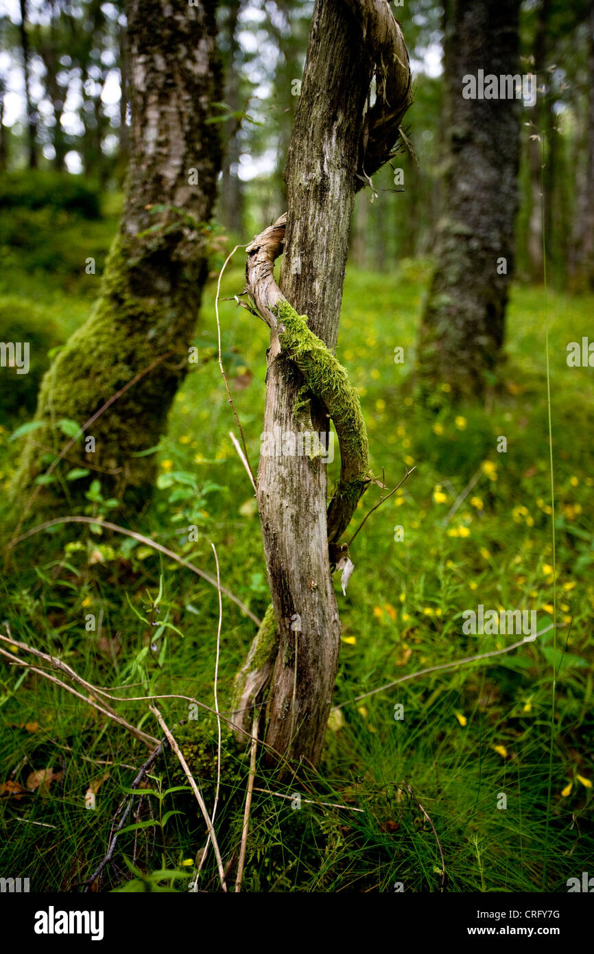 Wood of Cree, Dumfries and Galloway, Scotland Stock Photo - Alamy