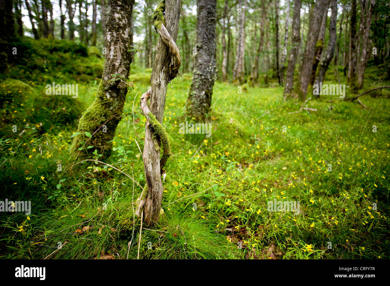 Cree woodland green forest scotland hi-res stock photography and images ...