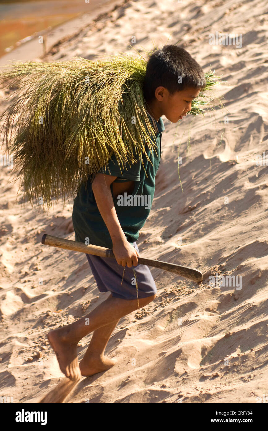 boy carrying a bunch of hay, Laos Stock Photo - Alamy