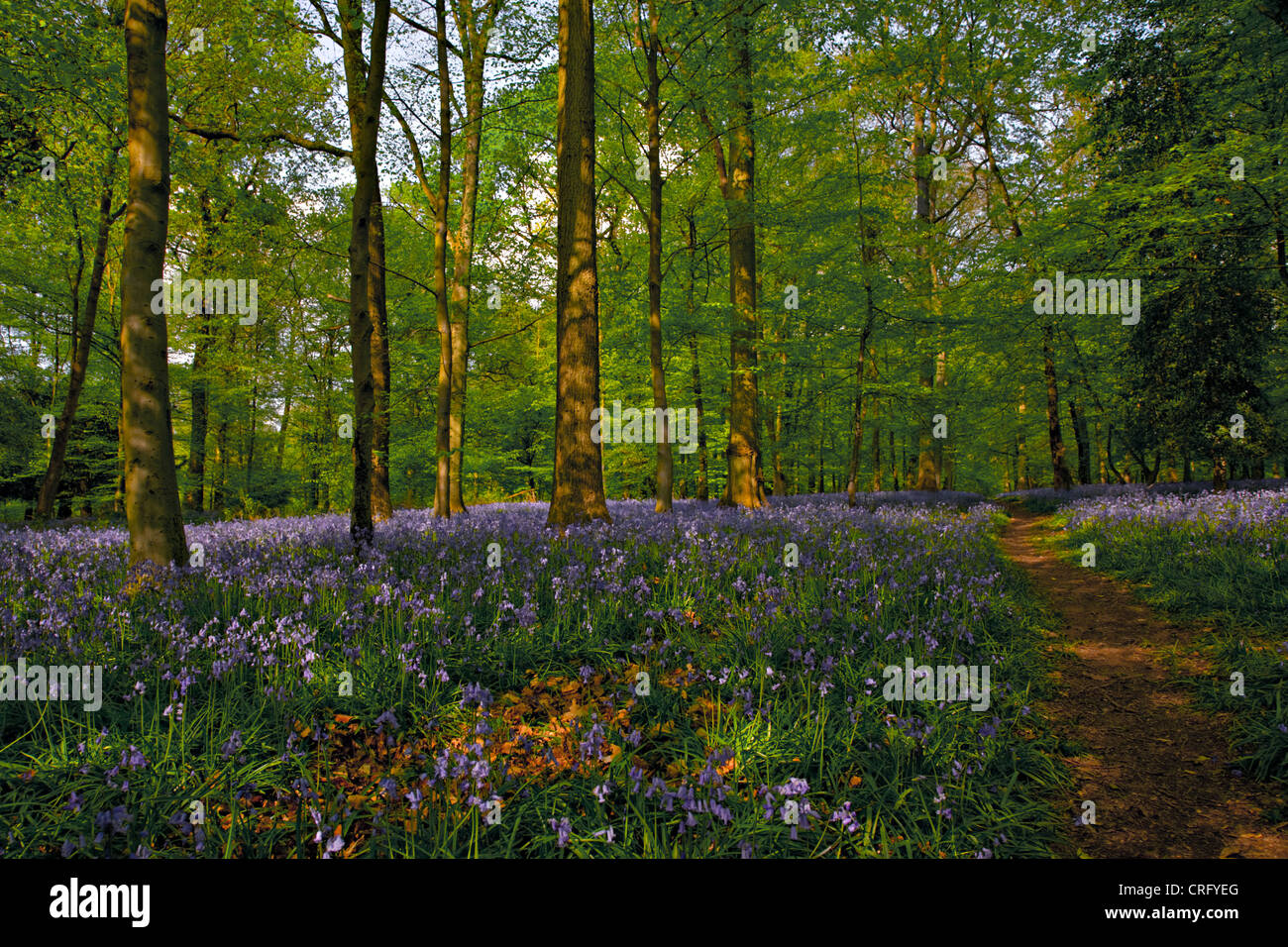 Bluebell wood bradley hill forest of dean hi-res stock photography and ...