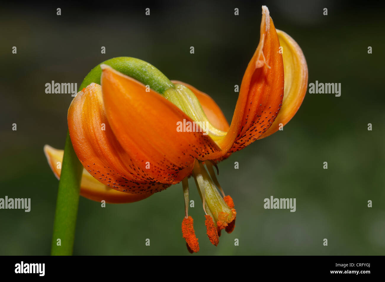 Lily, Lilium carniolicum, Liliaceae Stock Photo - Alamy