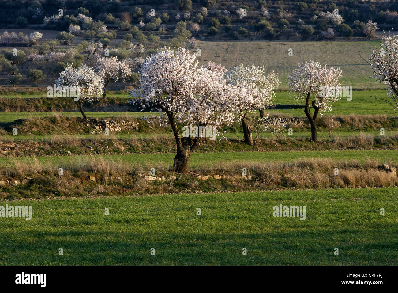 Almond trees with flowers in spring Stock Photo - Alamy