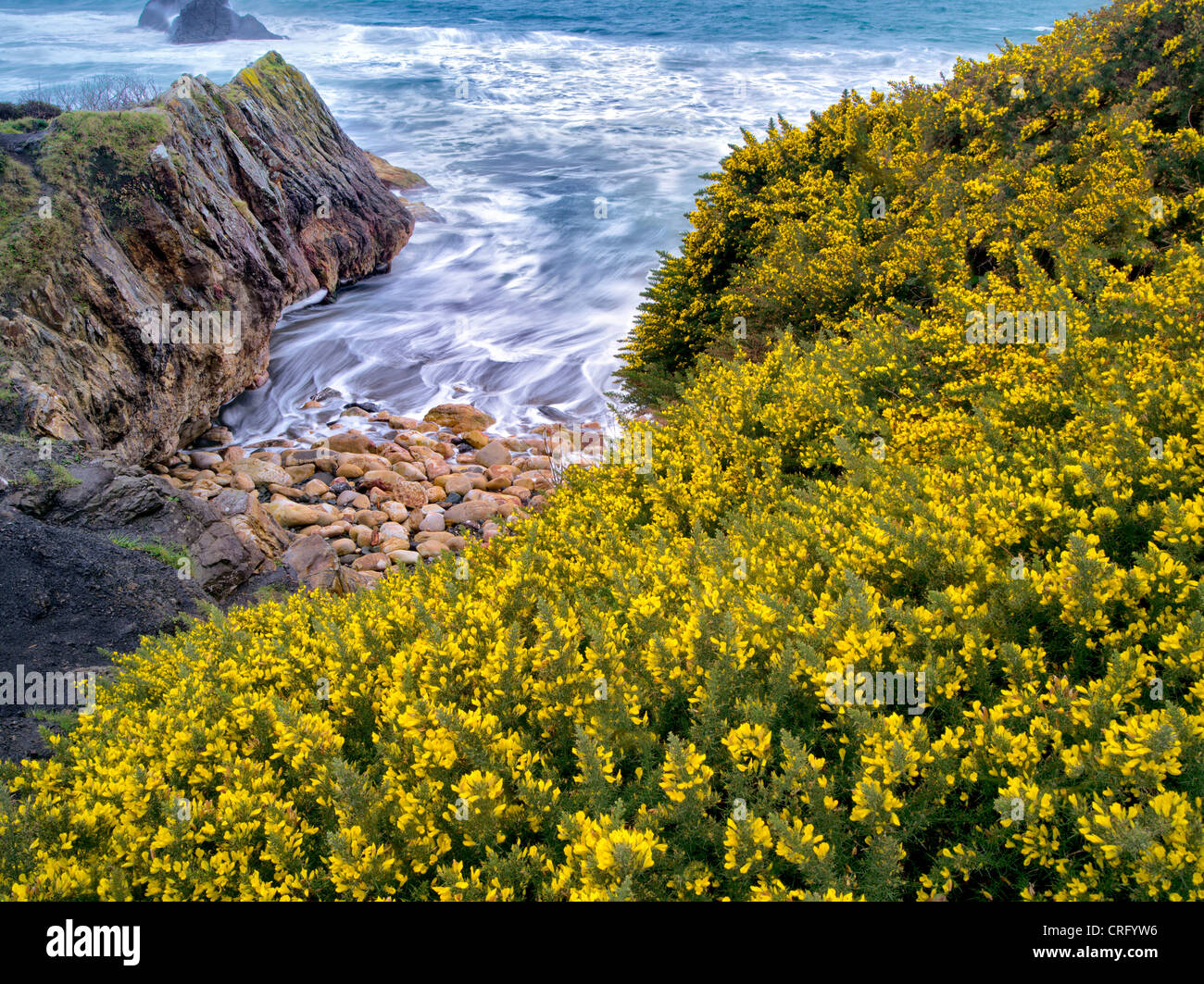 Blooming gorse and waves. Harris Beach State Park, Oregon Stock Photo ...