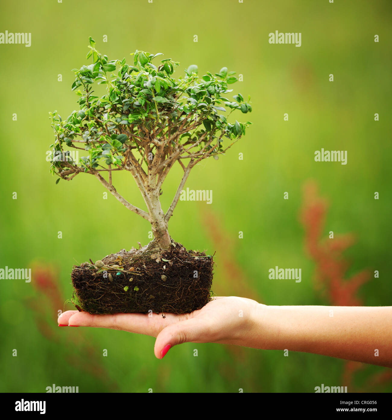 Bonsai in hand hi-res stock photography and images - Alamy