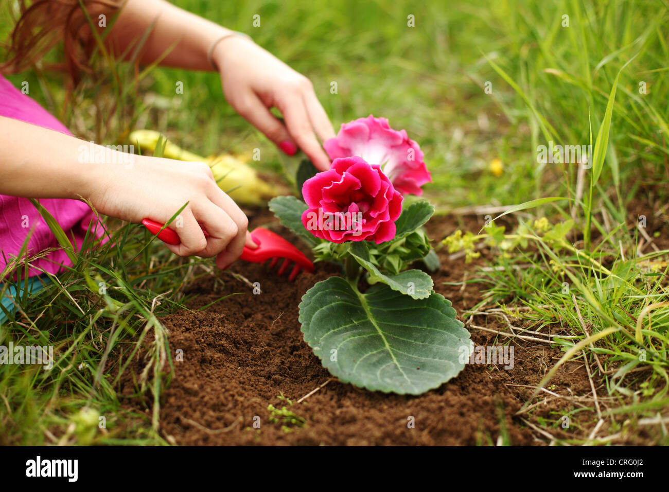 girl grow flower on green field Stock Photo - Alamy