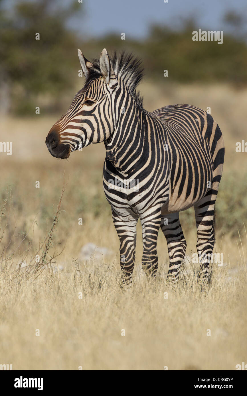 Hartmann Bergzebra (Mountain zebra, Equus Hartmannae) in the Etosha ...