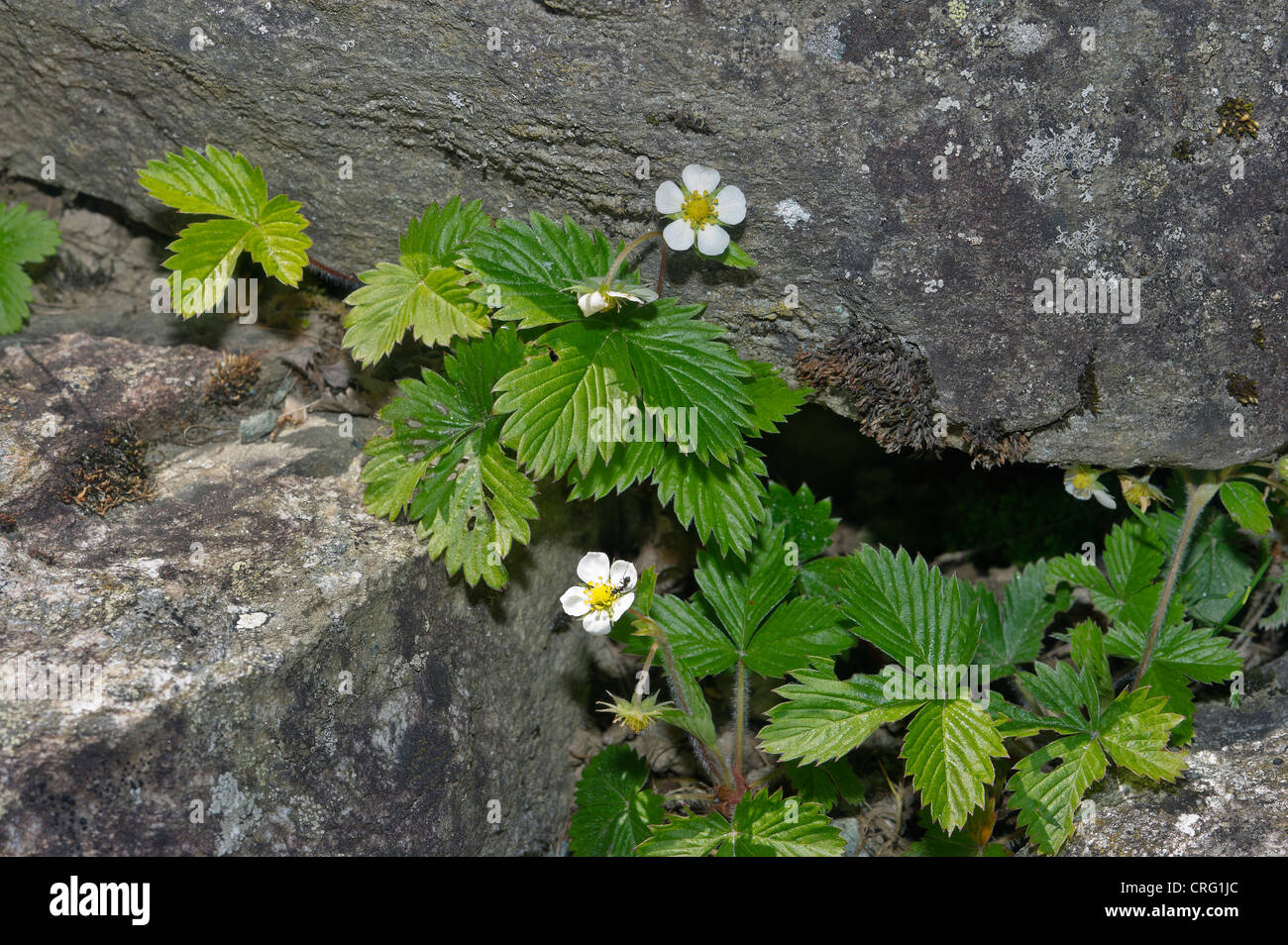 Fragaria vesca botanical hi-res stock photography and images - Alamy