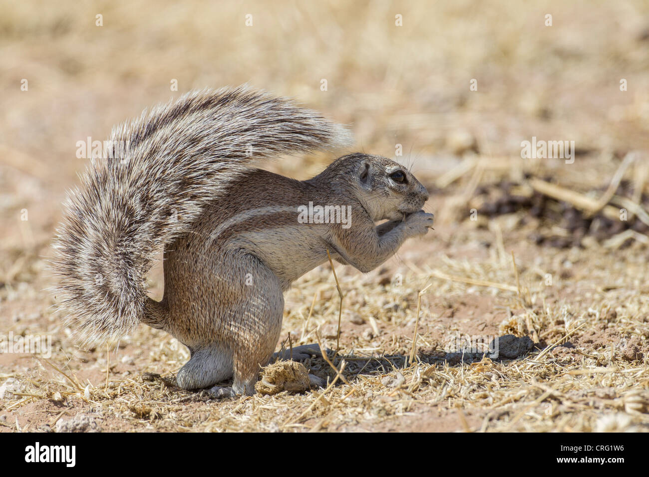 Cape ground squirrel (Xerux inauris) in the Etosha National Park ...